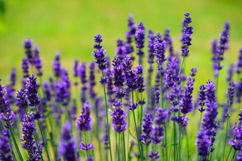 J&K’s Purple Revolution Shines as Sirhama Lavender Farm Attracts ...